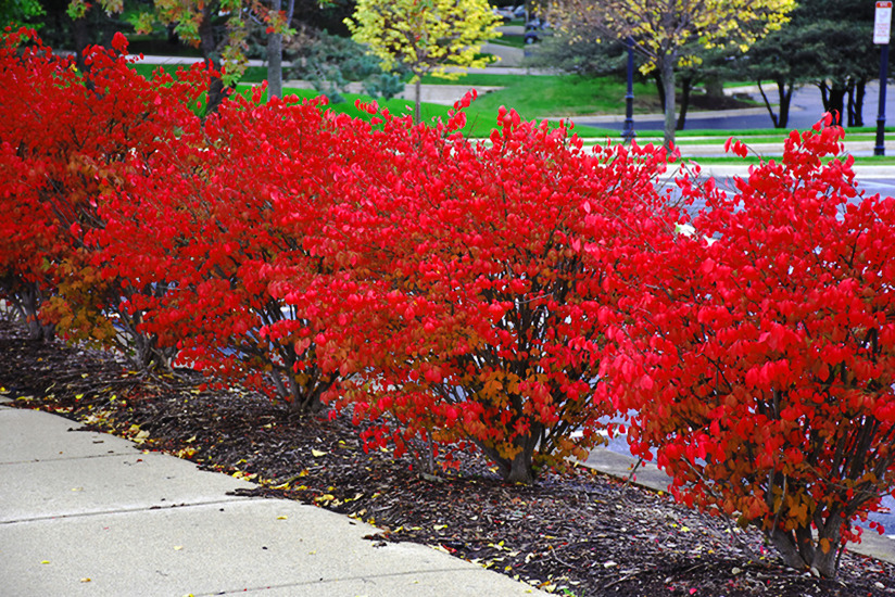 Fire Ball Burning Bush For Sale Online | The Tree Center