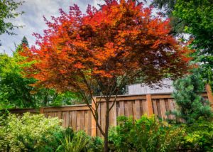 Fireglow Japanese Maple Tree For Sale Online | The Tree Center