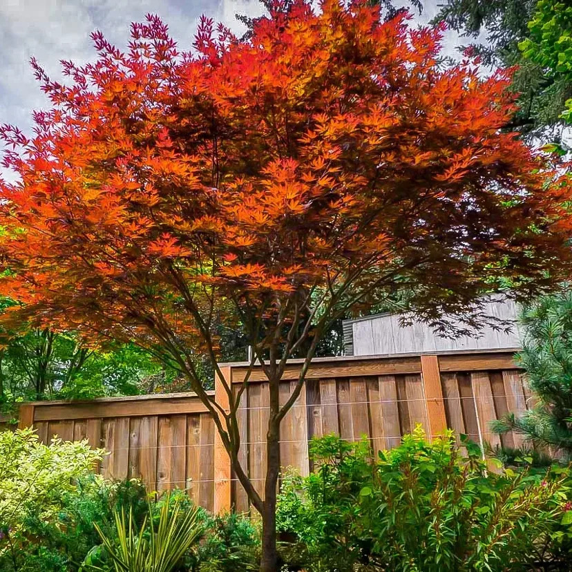Fireglow Japanese Maple Tree For Sale Online | The Tree Center