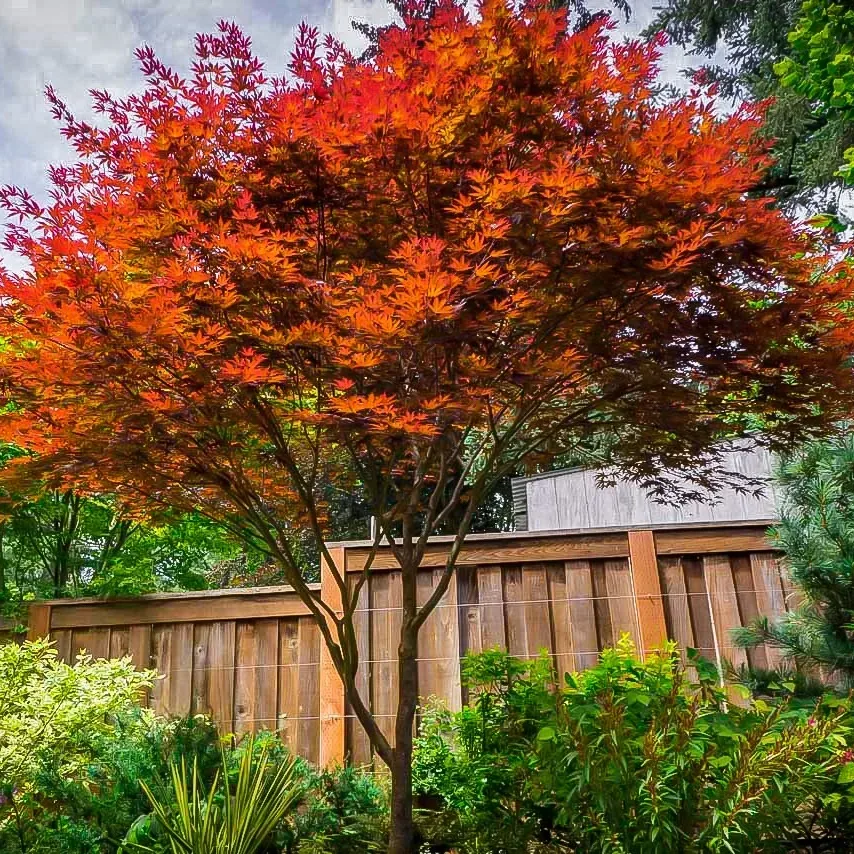Japanese Maple Front Yard