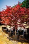 Fireglow Japanese Maple Tree For Sale Online | The Tree Center