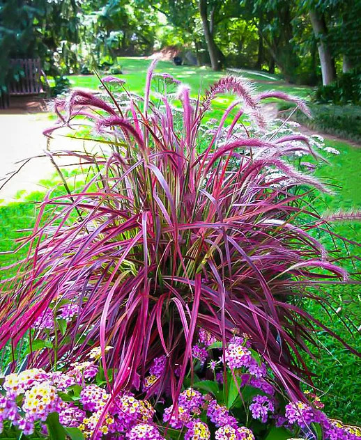 Fireworks Fountain Grass For Sale | The Tree Center