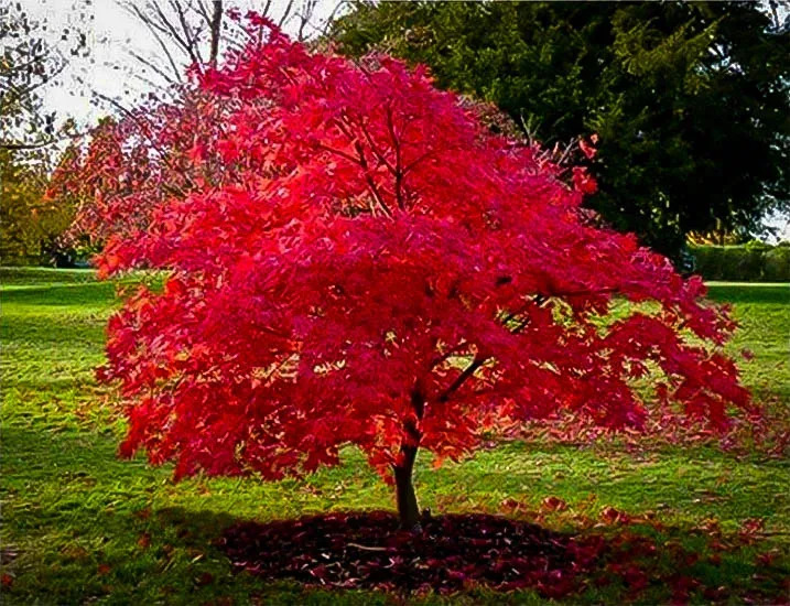Flame Amur Maple For Sale Online | The Tree Center