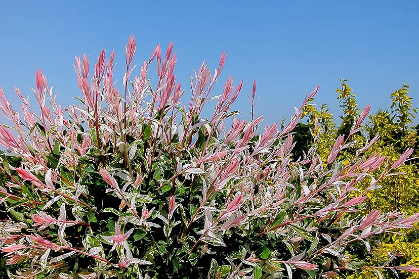 Flamingo Willow Trees For Sale Online | The Tree Center
