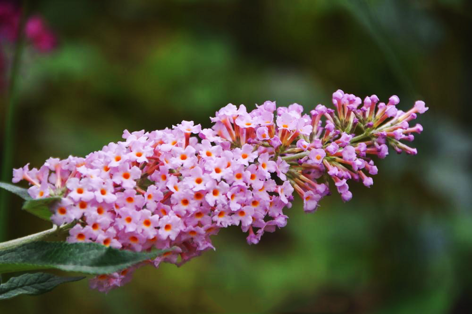 Flutterby Grande Peach Cobbler Butterfly Bush For Sale Online | The ...