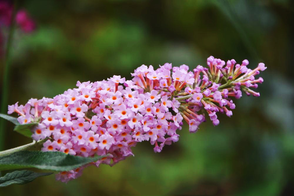 Flutterby Grande Peach Cobbler Butterfly Bush For Sale Online | The ...