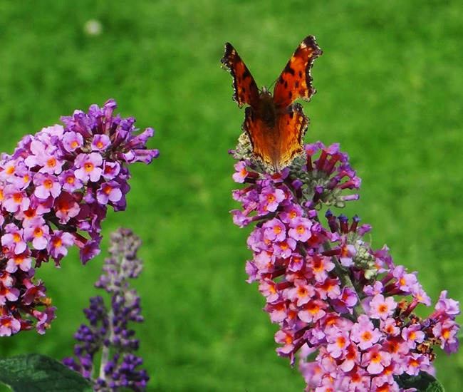Flutterby Grande Peach Cobbler Butterfly Bush For Sale Online | The ...