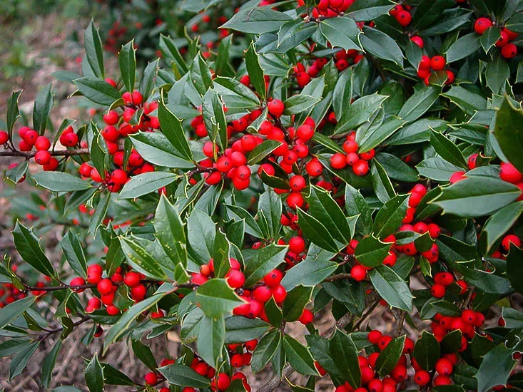 Foster Holly Trees For Sale Online | The Tree Center