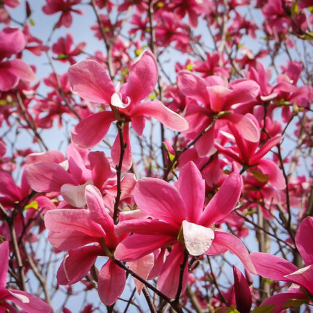 Galaxy Magnolia Trees For Sale | The Tree Center