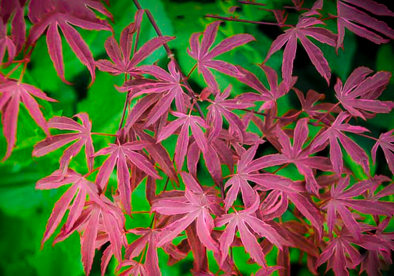 Geisha Gone Wild Japanese Maple Trees For Sale Online | The Tree Center