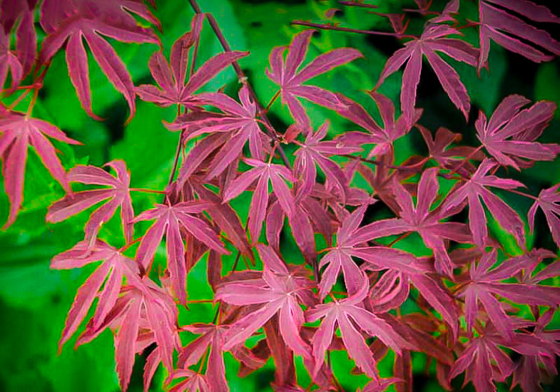 Geisha Gone Wild Japanese Maple Trees For Sale Online | The Tree Center