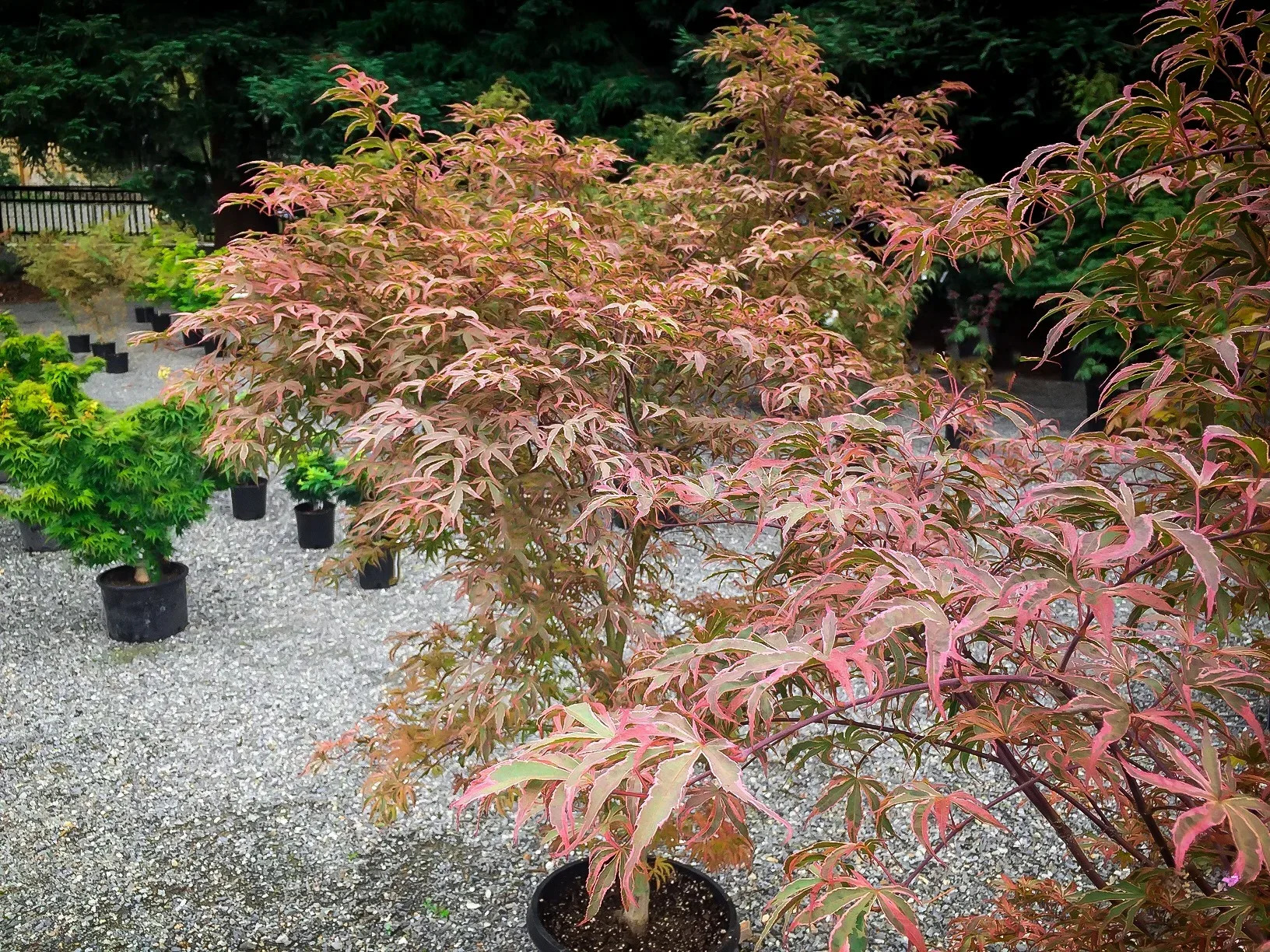 Geisha Gone Wild Japanese Maple Trees For Sale Online | The Tree Center