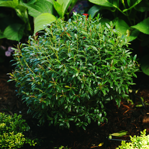 Gem Box® Inkberry Holly For Sale Online | The Tree Center