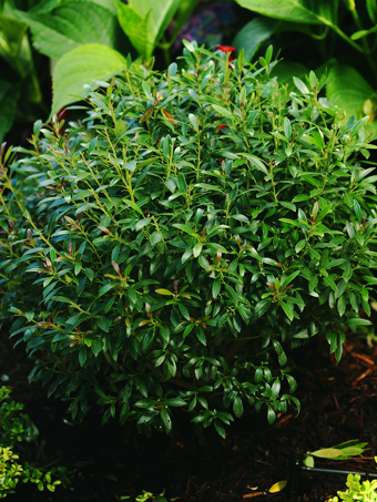 Buy Holly Trees | Holly Bushes & Trees For Sale | The Tree Center
