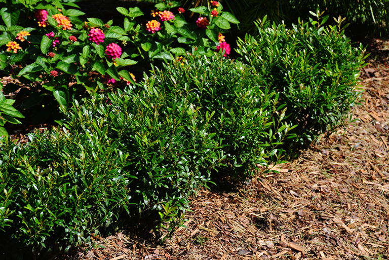 Gem Box® Inkberry Holly For Sale Online | The Tree Center