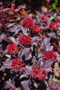 Ginger Wine® Ninebark For Sale | The Tree Center