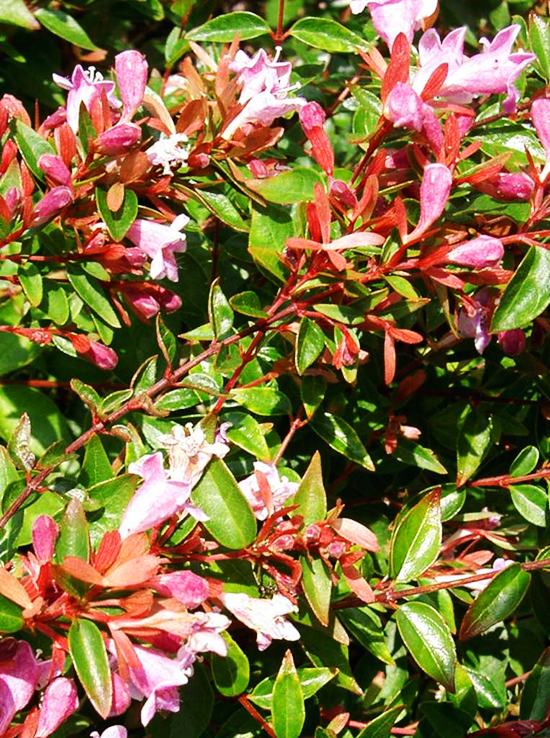 Glossy Abelia For Sale (Abelia x Grandiflora) | The Tree Center