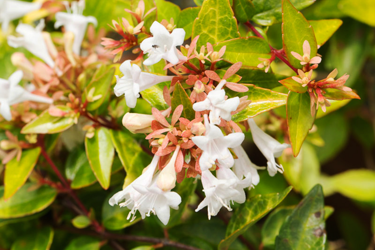 Glossy Abelia For Sale (Abelia x Grandiflora) | The Tree Center