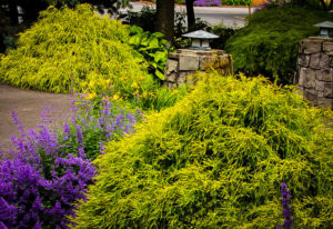 Gold Mop Cypress Bush For Sale Online | The Tree Center