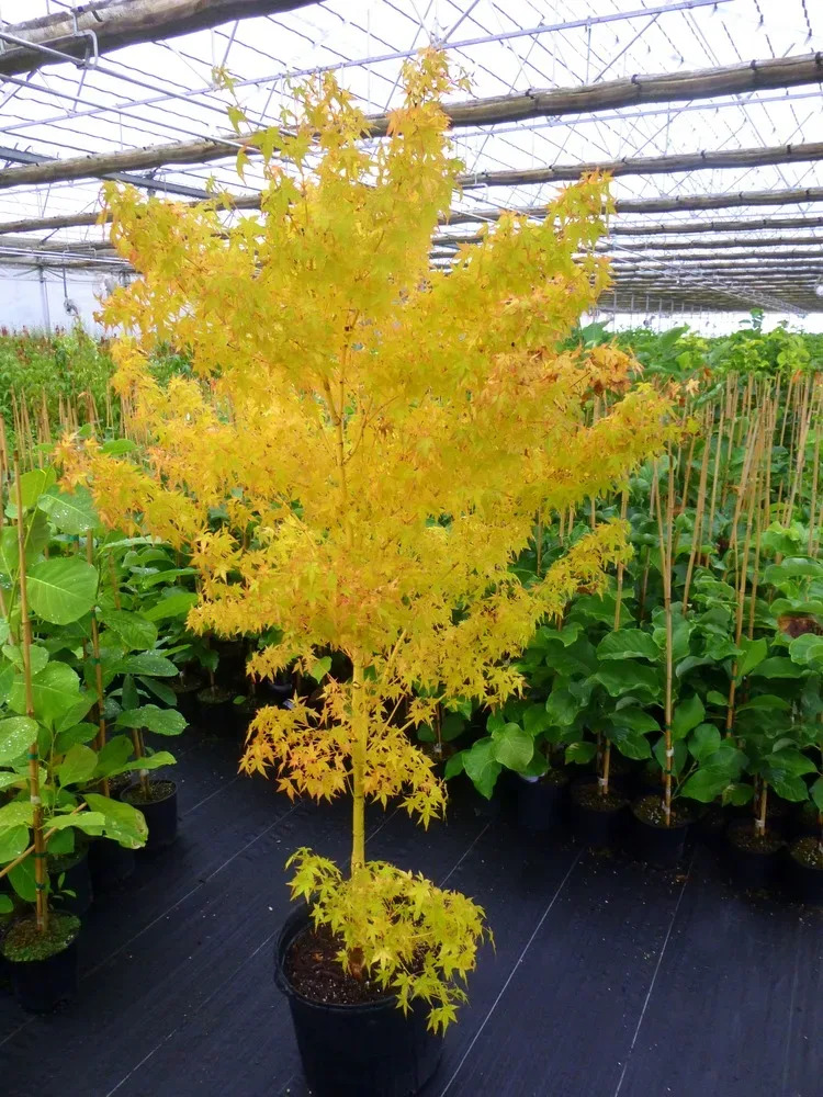 Golden Bark Japanese Maple Trees For Sale Online | The Tree Center