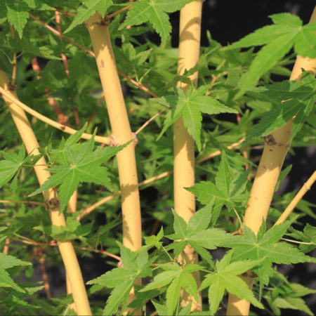 Golden Bark Japanese Maple Trees For Sale Online | The Tree Center