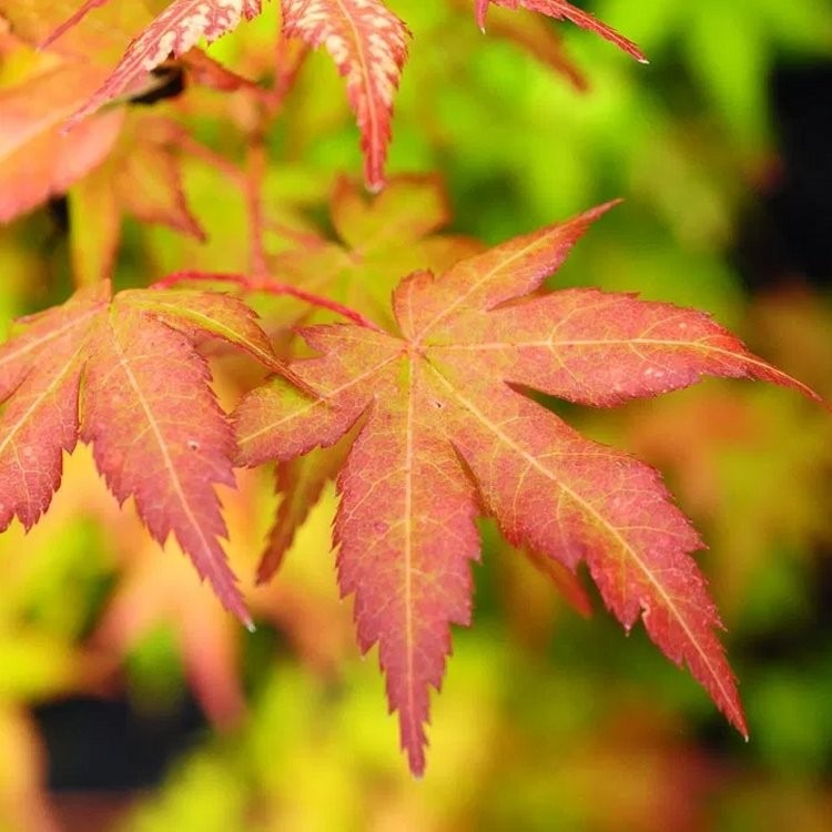 Golden Bark Japanese Maple Trees For Sale Online | The Tree Center