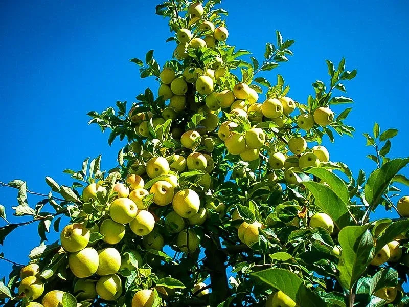 Golden Delicious Apple Tree For Sale | The Tree Center