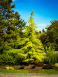 Golden Atlas Cedar Trees For Sale Online | The Tree Center