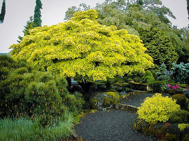 Golden Full Moon Japanese Maple Trees For Sale | The Tree Center