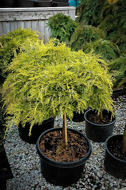 Golden Glow Juniper Tree Form For Sale Online | The Tree Center