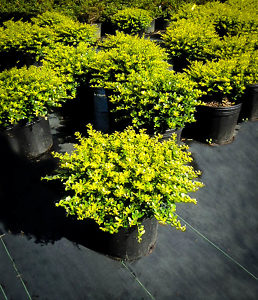 Golden Helleri Holly For Sale Online | The Tree Center