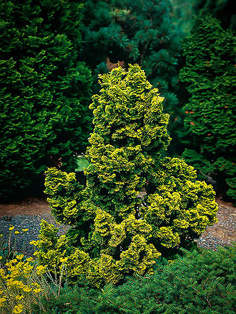 Blue Italian Cypress Trees For Sale Online | The Tree Center