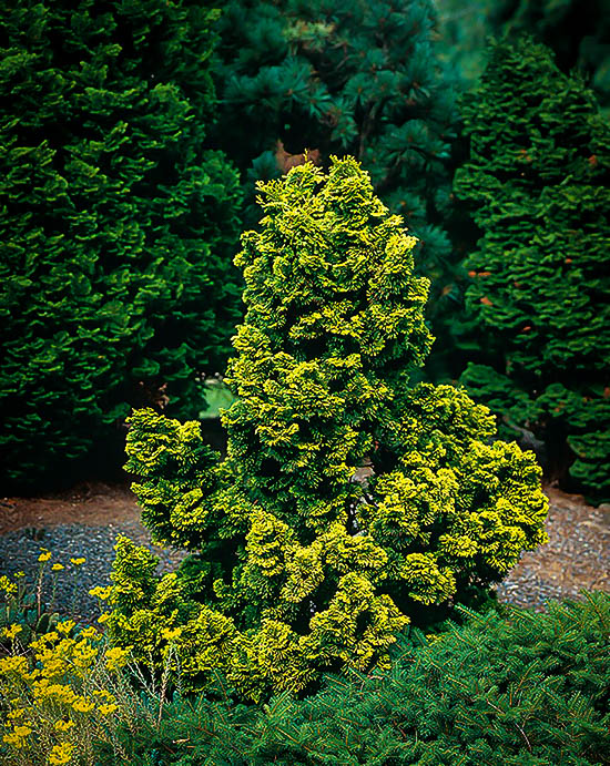 Golden Hinoki Cypress Trees For Sale | The Tree Center