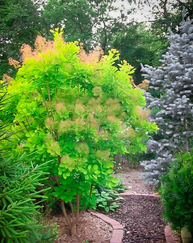 Golden Spirit Smoketree For Sale Online | The Tree Center