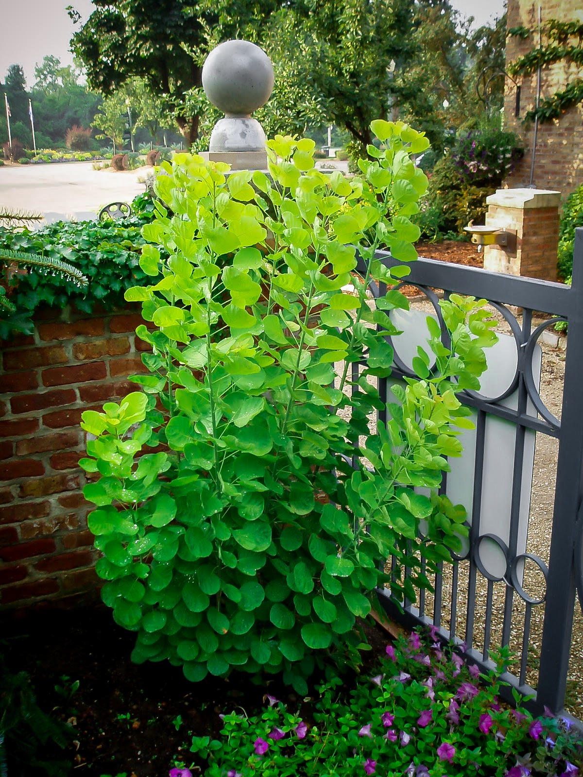 Golden Spirit Smoketree For Sale Online | The Tree Center