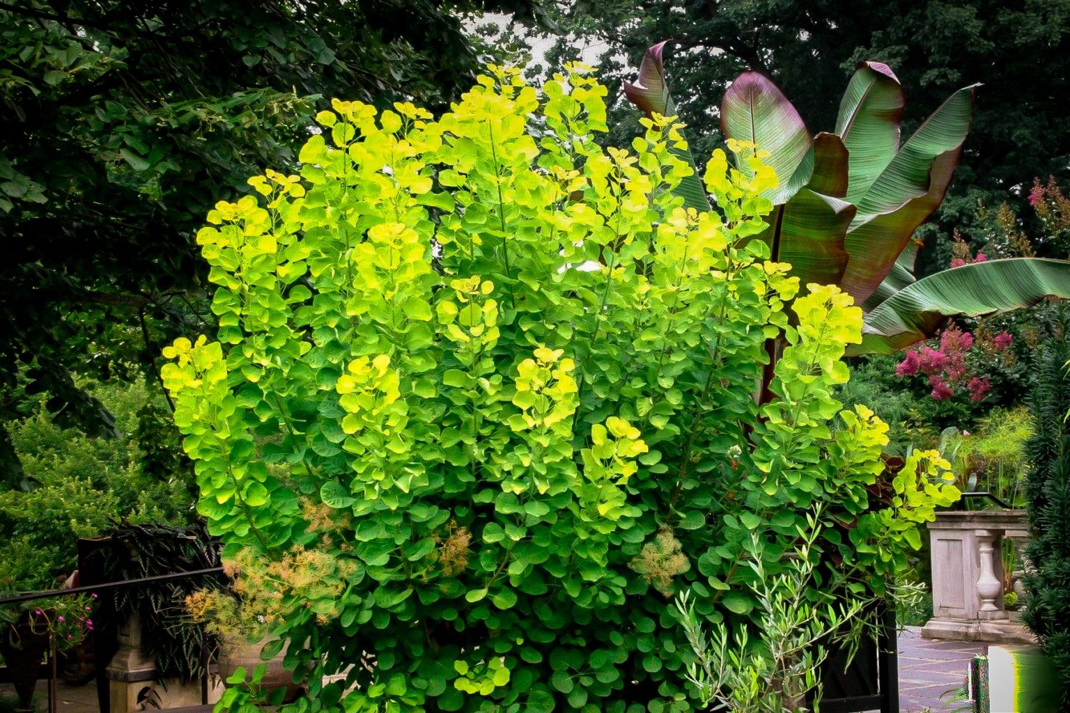 Golden Spirit Smoketree For Sale Online | The Tree Center