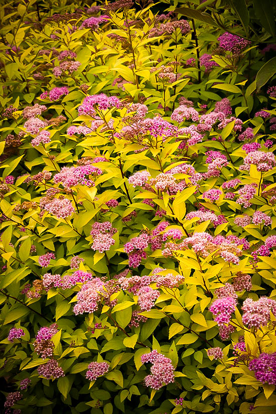 Gold Mound Spirea Shrubs For Sale Online | The Tree Center