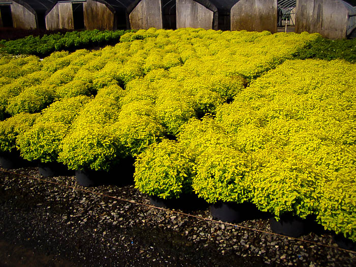 Gold Mound Spirea Shrubs For Sale Online | The Tree Center