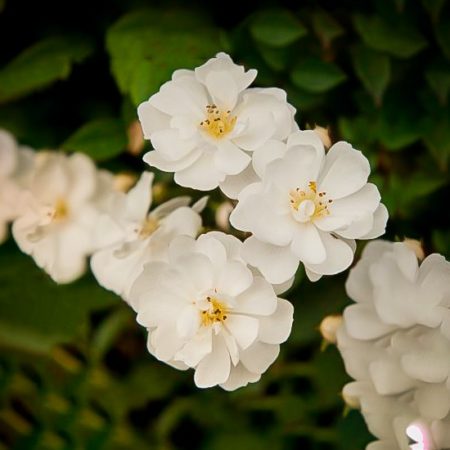 Gourmet Popcorn Miniature Rose Trees For Sale Online | The Tree Center