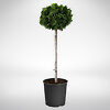 Graceful Dwarf Hinoki Cypress - Tree Form For Sale | The Tree Center