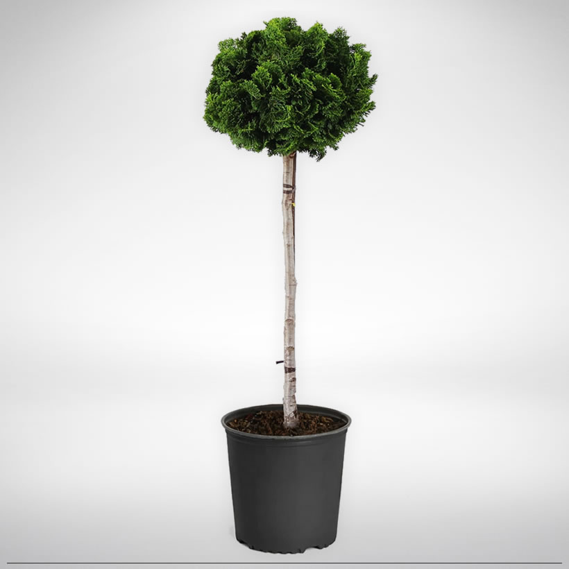Graceful Dwarf Hinoki Cypress - Tree Form For Sale | The Tree Center