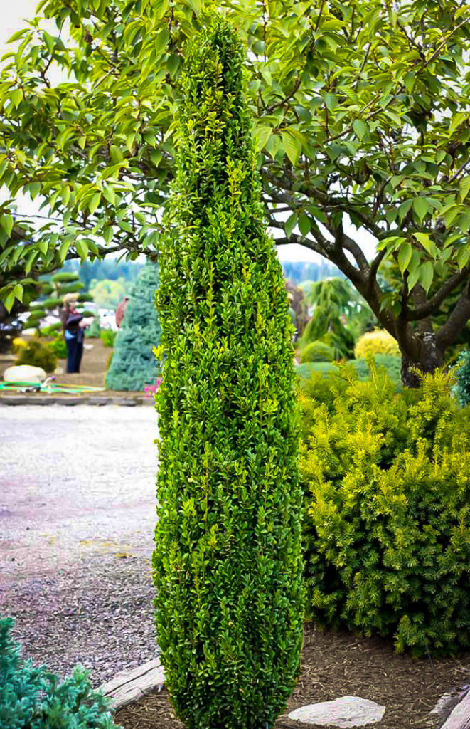 Graham Blandy Boxwood Shrubs For Sale | The Tree Center