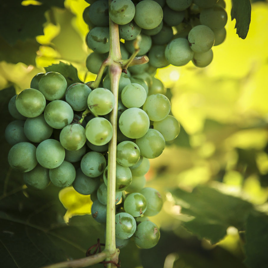 Niagara Grape Vines For Sale | The Tree Center