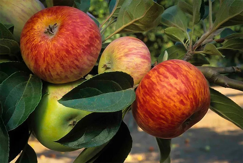 Gravenstein Apple Tree For Sale | The Tree Center