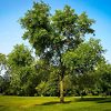 Buy Shade Trees | Shade Trees For Sale | The Tree Center