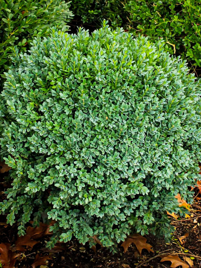 Buy Green Tower Boxwood Online | The Tree Center
