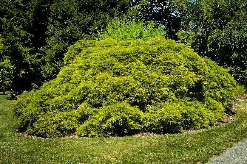 Green Mist Japanese Maple For Sale Online | The Tree Center
