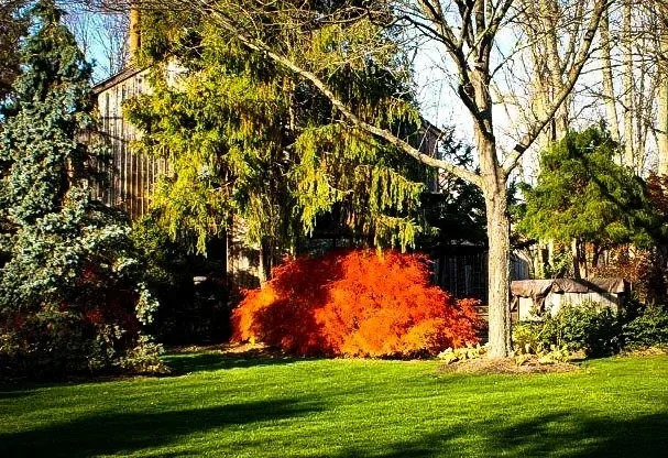 Green Mist Japanese Maple For Sale Online | The Tree Center