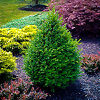 Green Mountain Boxwood Shrubs For Sale | The Tree Center