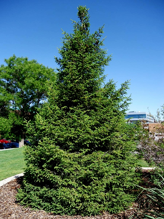 Green Oriental Spruce Trees For Sale Online | The Tree Center